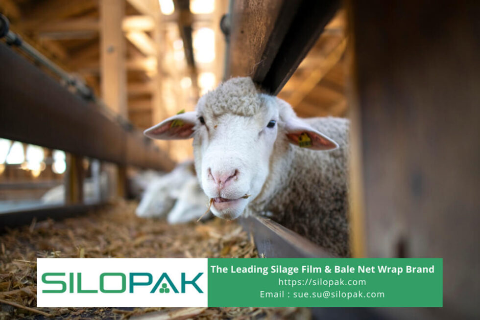 Avoid Giving Bad Quality Silage pH to Your Livestock!
